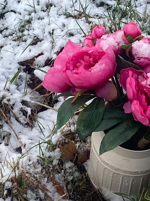 News archive 2023 :: Calderstones-cemetery.org.uk